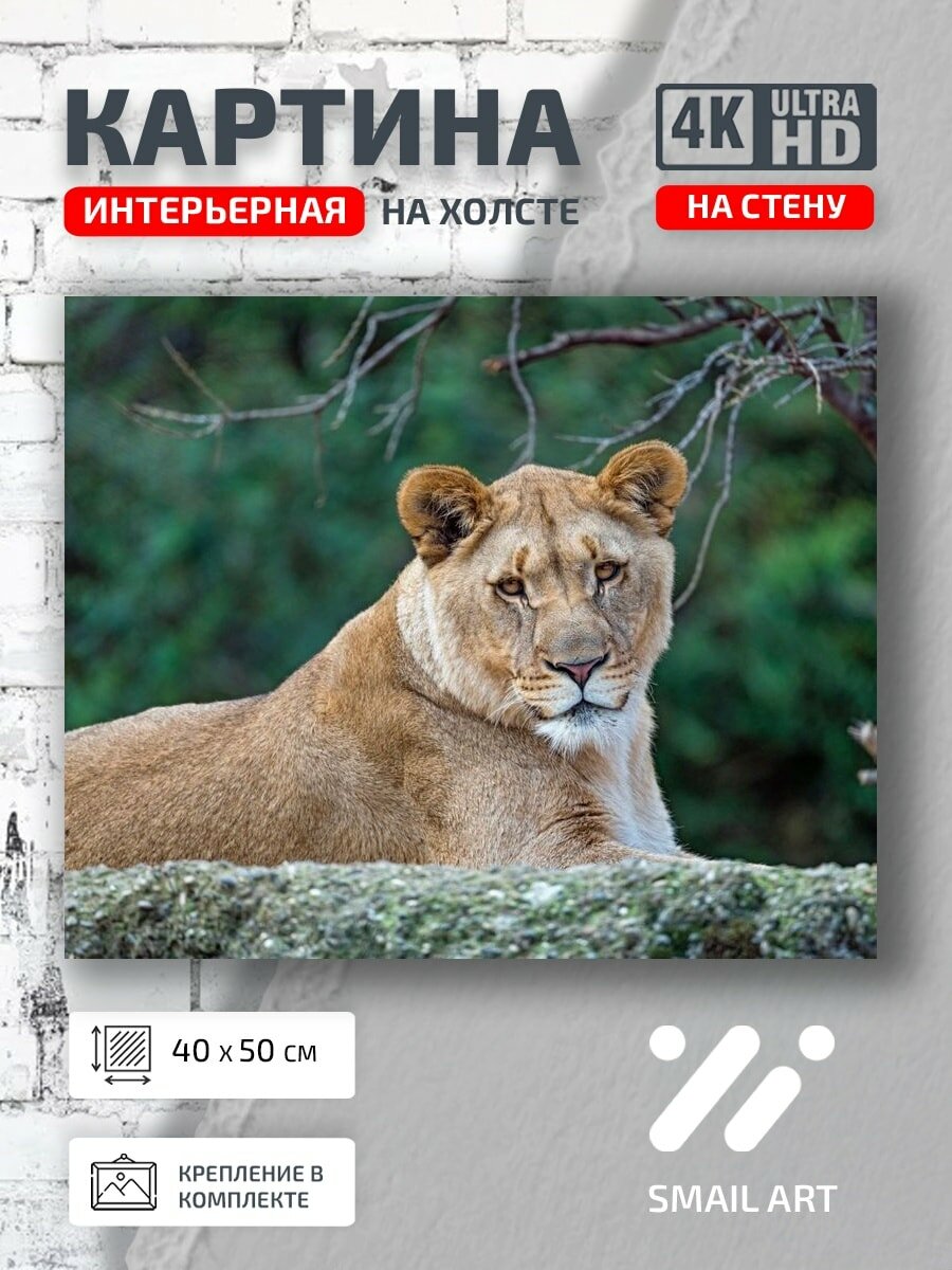 Картина на холсте интерьерная 40 на 50 на стену Дикое животное для гостиной атмосфера