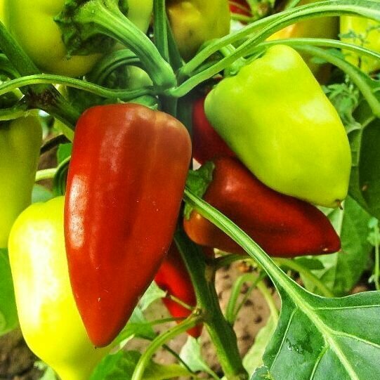 Коллекционные семена перца сладкого Красная жемчужина F1