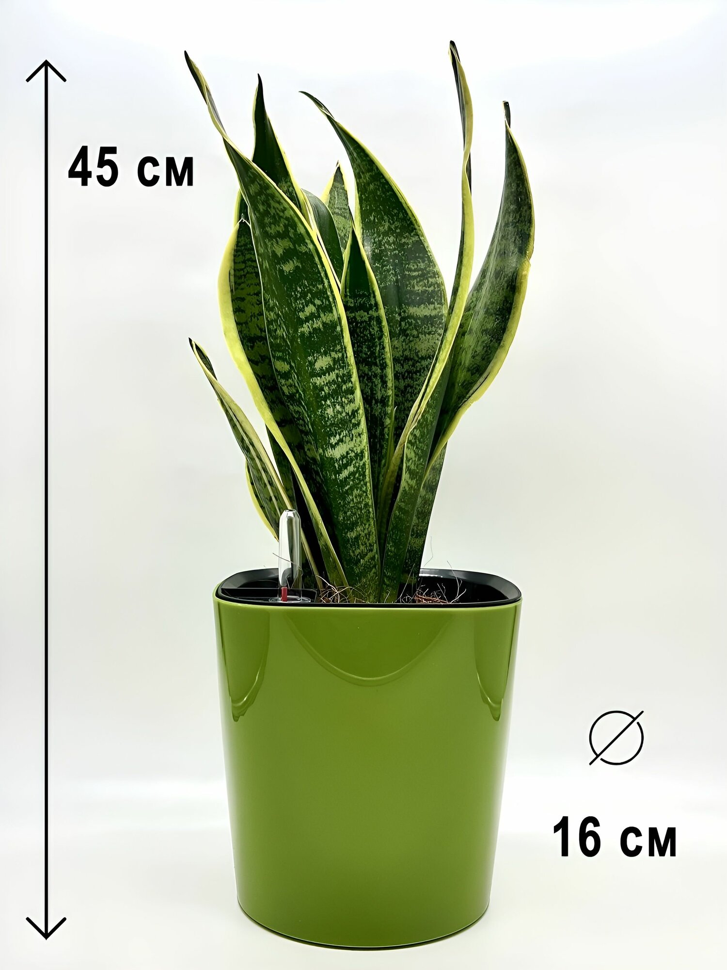 Сансевиерия Лауренти в зеленом пластиковом кашпо с автополивом, высота композиции 40-50см