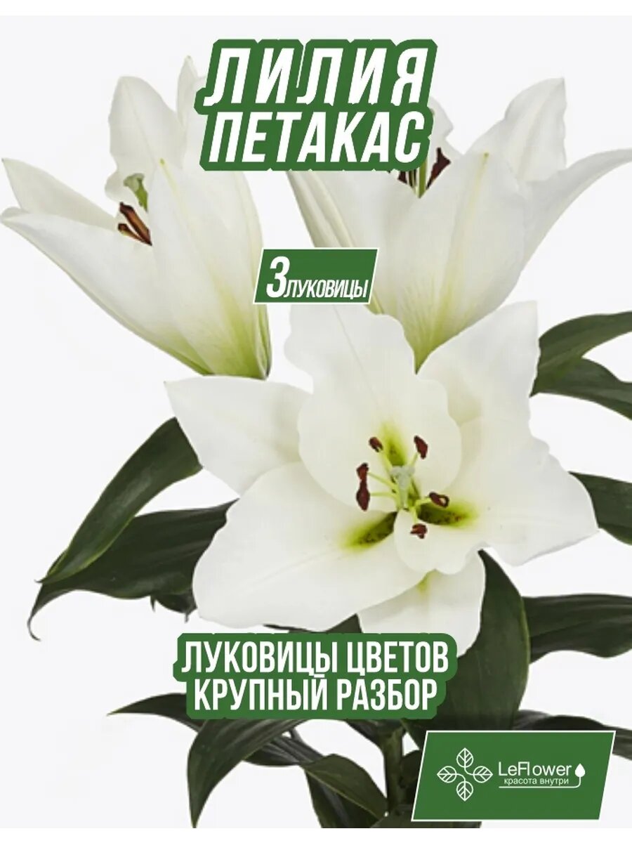 Луковичные цветы лилия, Петакас, 3 шт