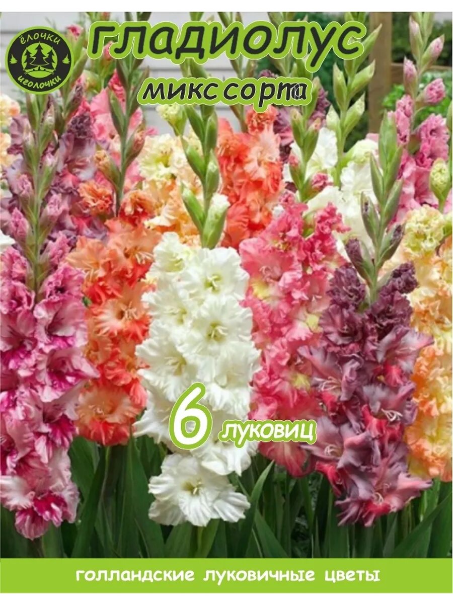 Гладиолус Луковица, Микс сортов, 6 шт