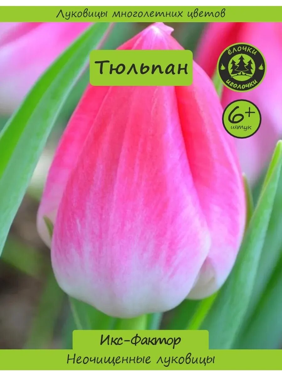 Тюльпаны Икс-Фактор ёлочки иголочки, многолетники, высота 46см, 6 луковиц