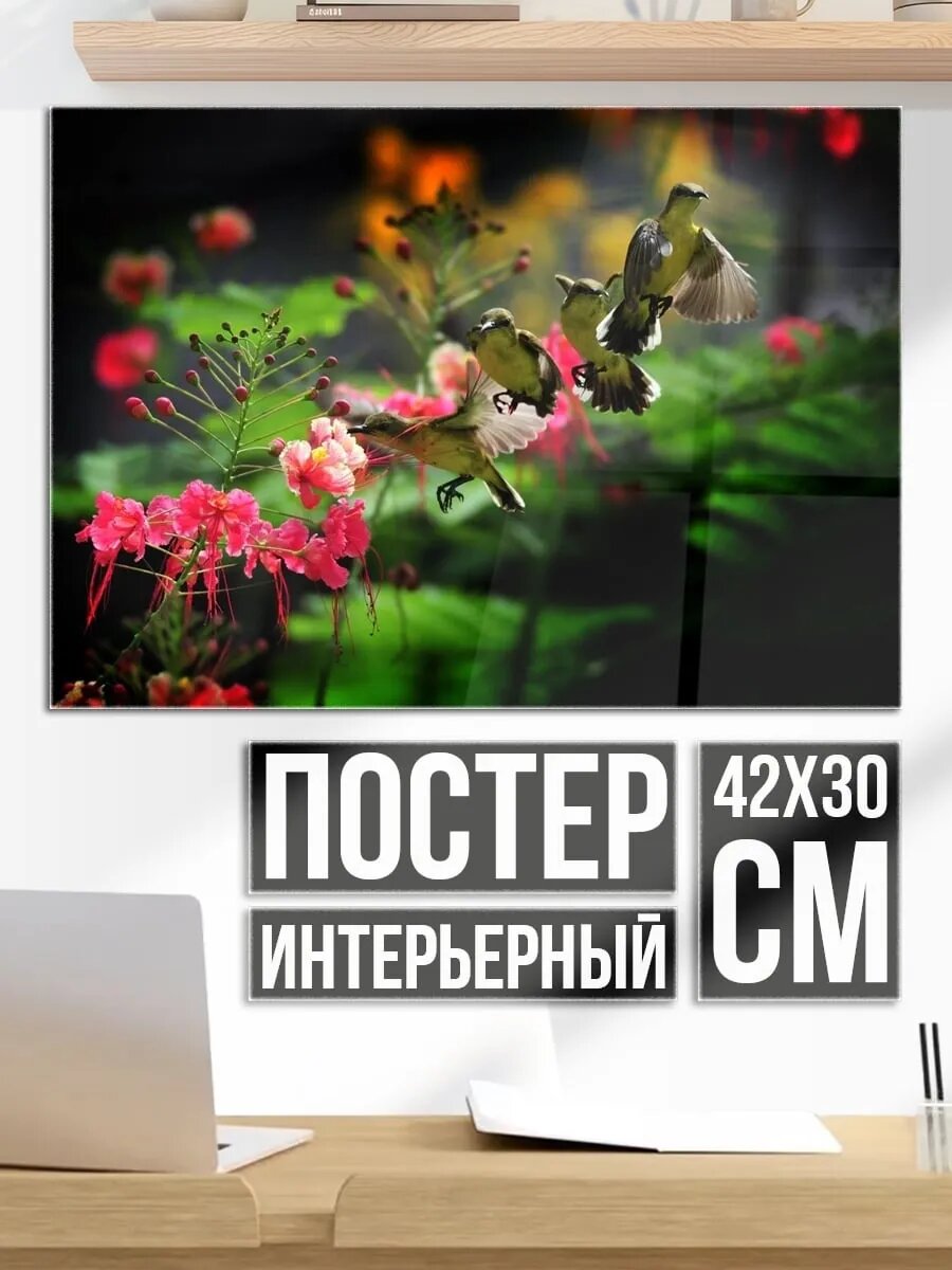 Плакат постер Птицы и цветы
