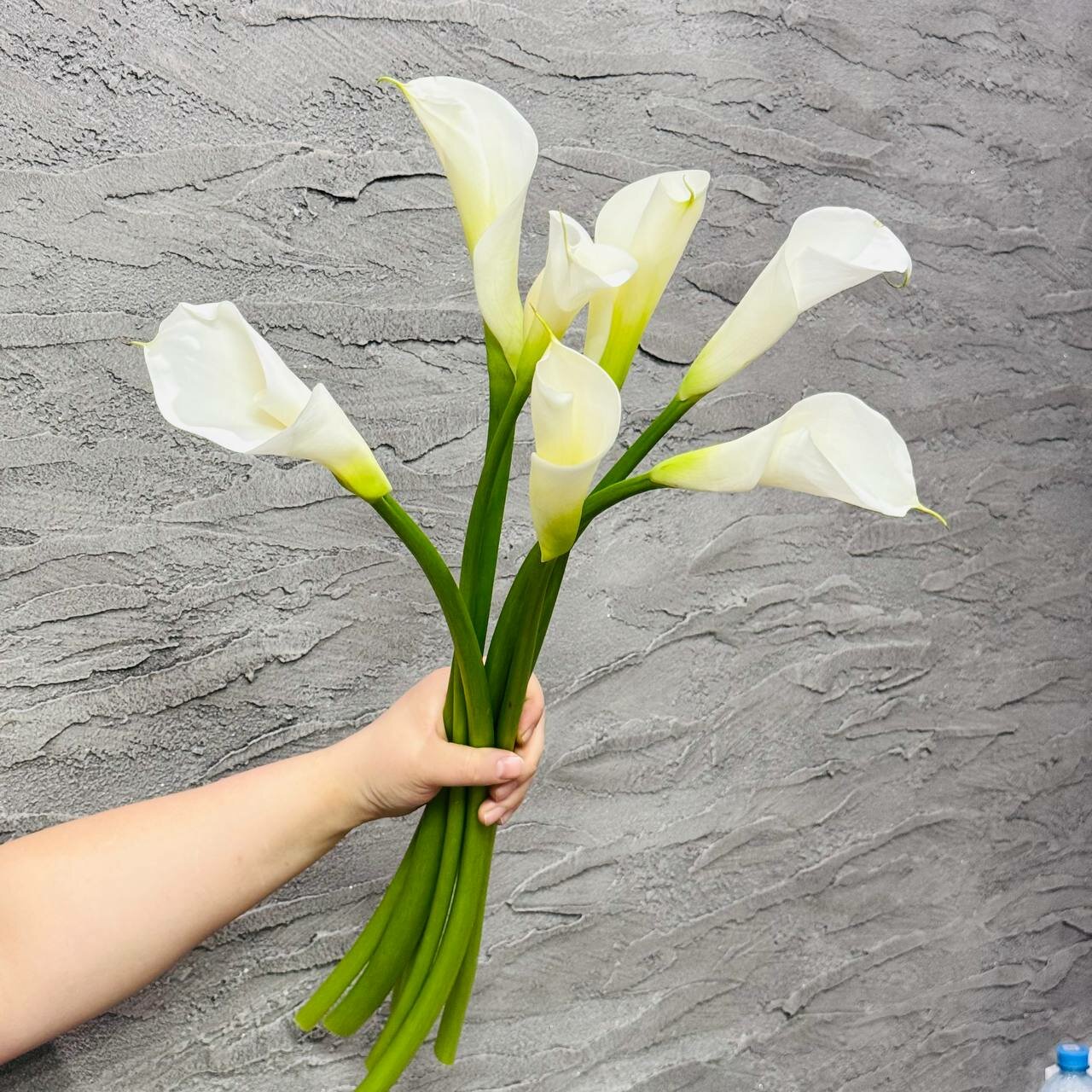 Букет из 7 белых калл. Белые каллы. Цветы для дома