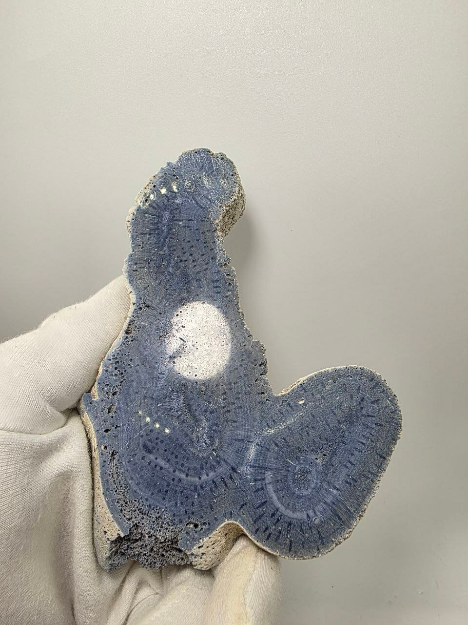 Голубой коралл Акори 141 мм, 237 г.