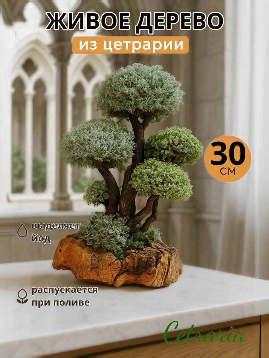 Комнатное растение дерево из цетрарии