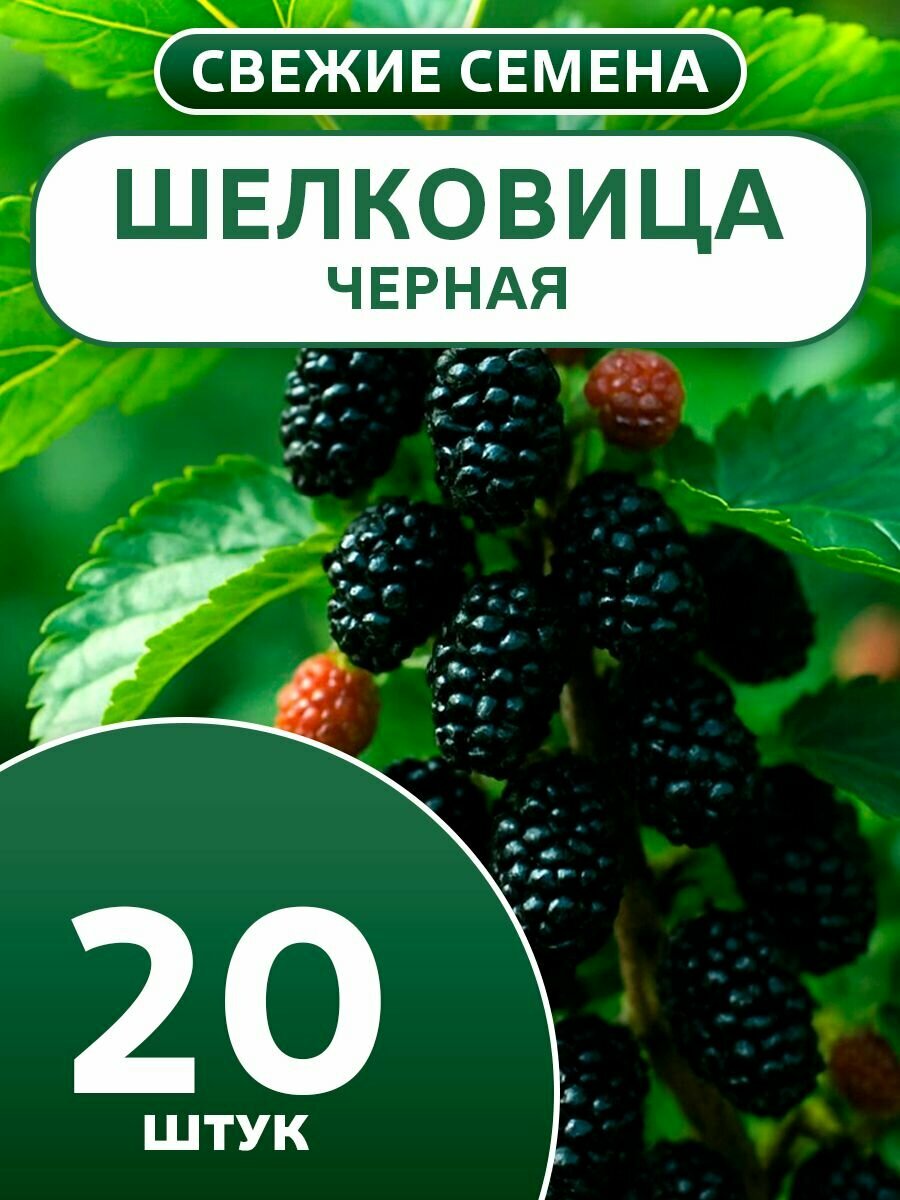 Семена Шелковица Черная Сладкоежка для выращивания, 20 шт