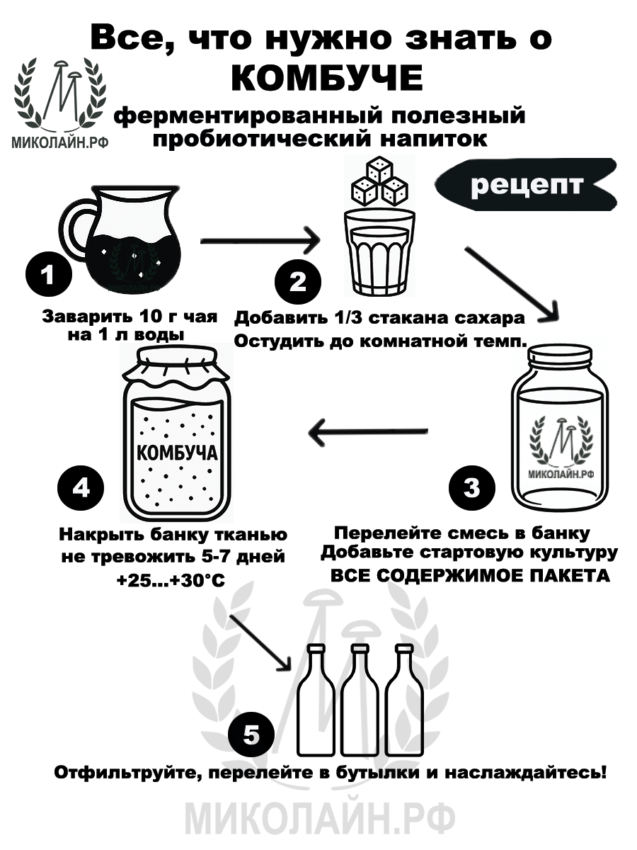 Чайный гриб Комбуча — фото 1