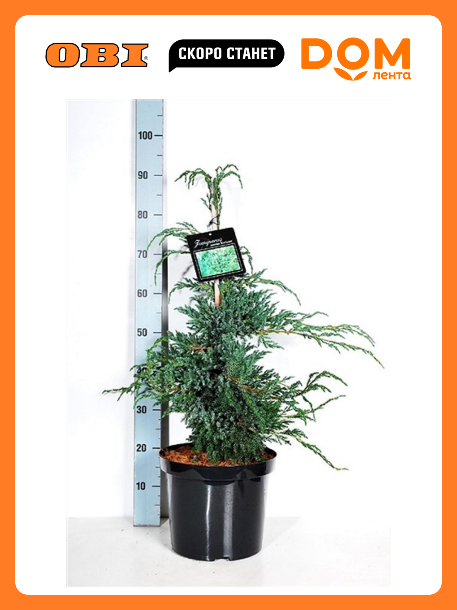 Растение Можжевельник чешуйчатый блю карпет 884711 С10 H50-60