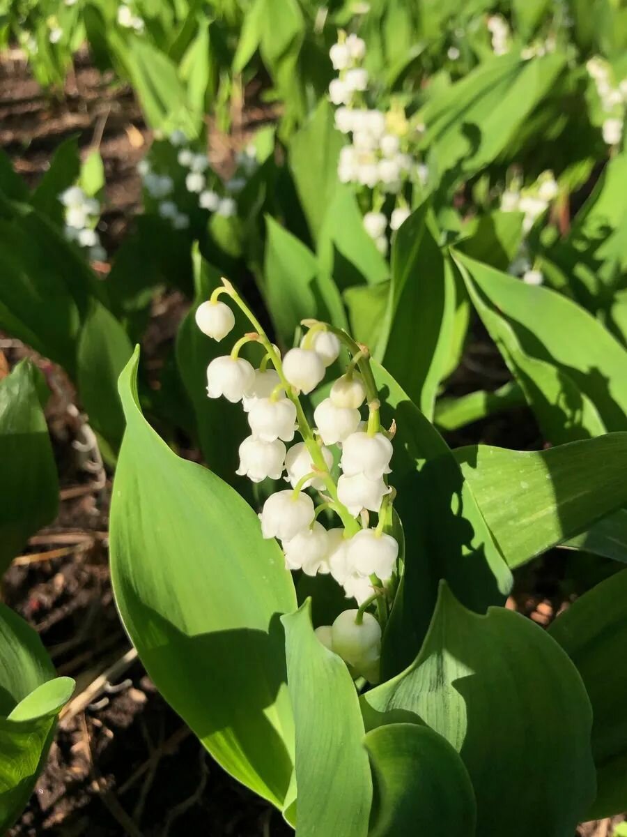 Ландыш майский Бордо