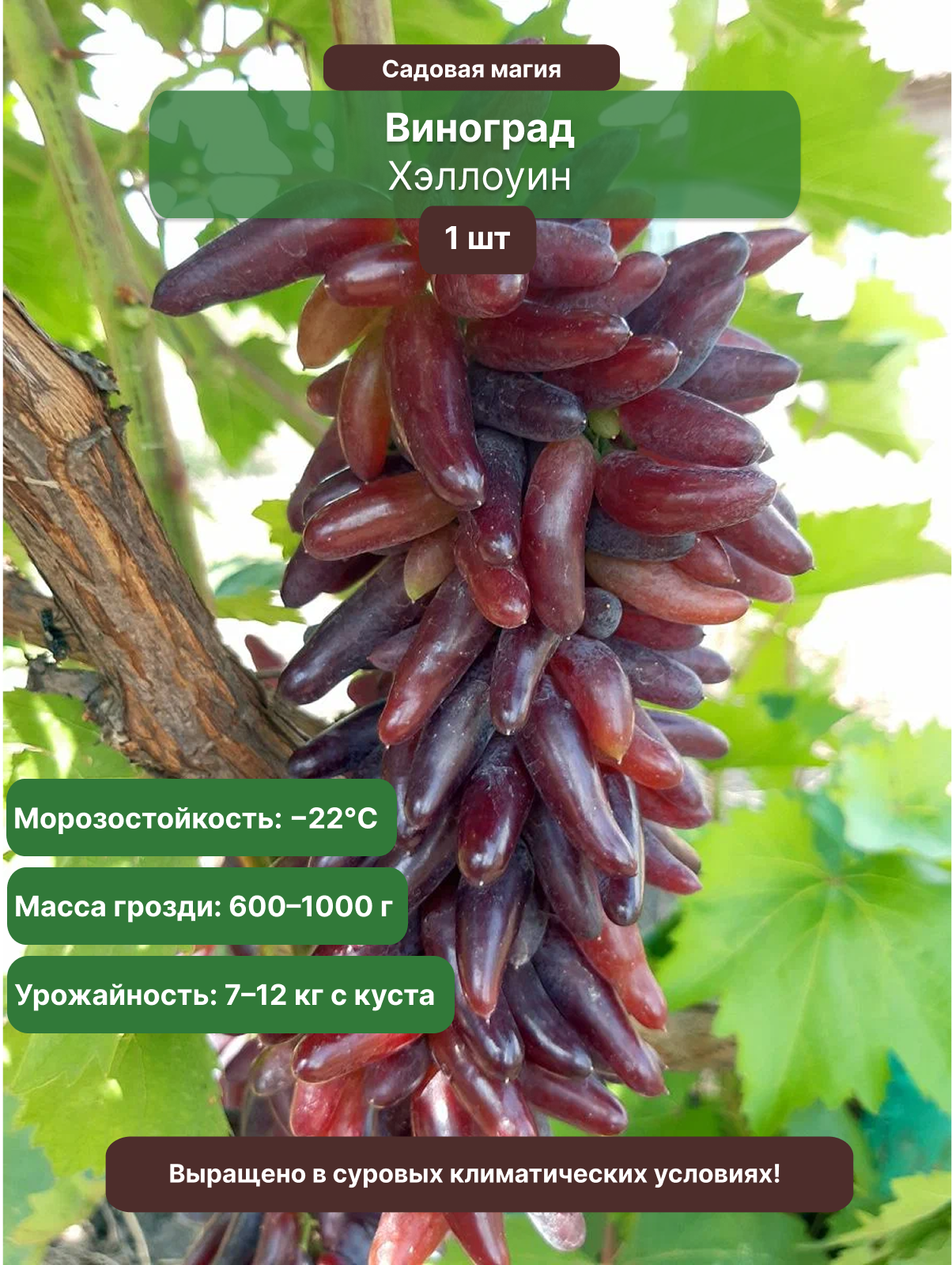 Виноград Хэллоуин / 1 шт, без косточек, раннеспелый, морозостойкий