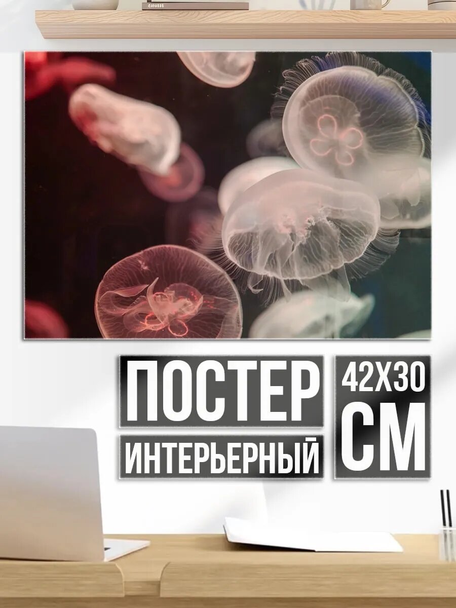 Плакат постер Медузы в темноте