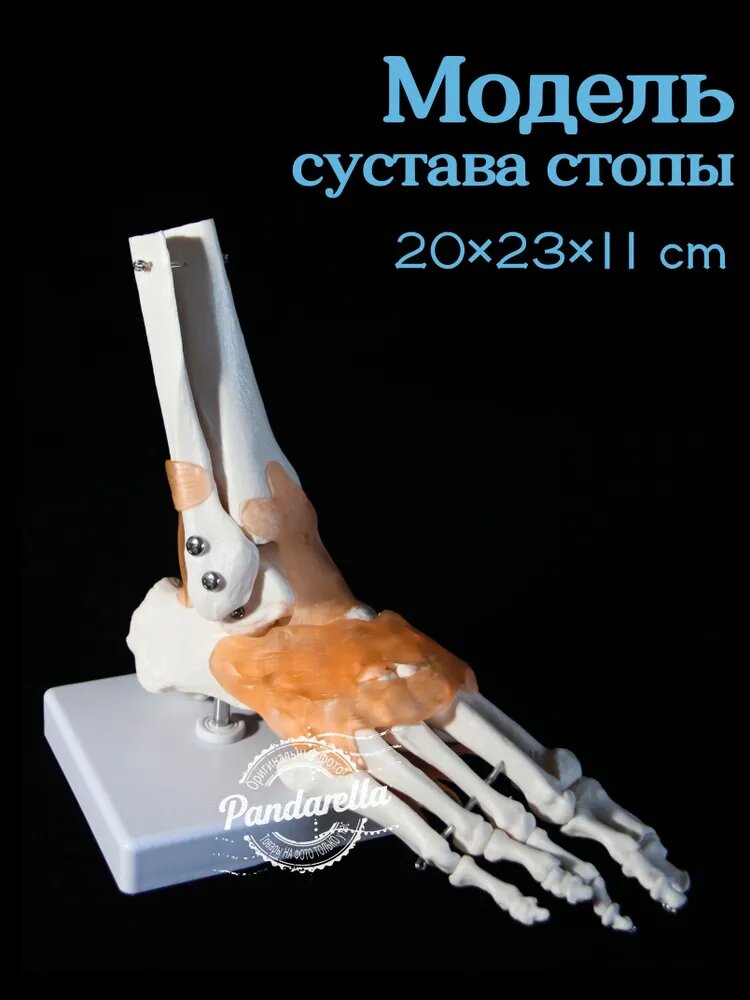 Модель скелета голеностопного сустава человека, 20 cm