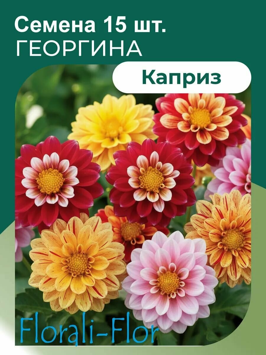 Георгина Семена