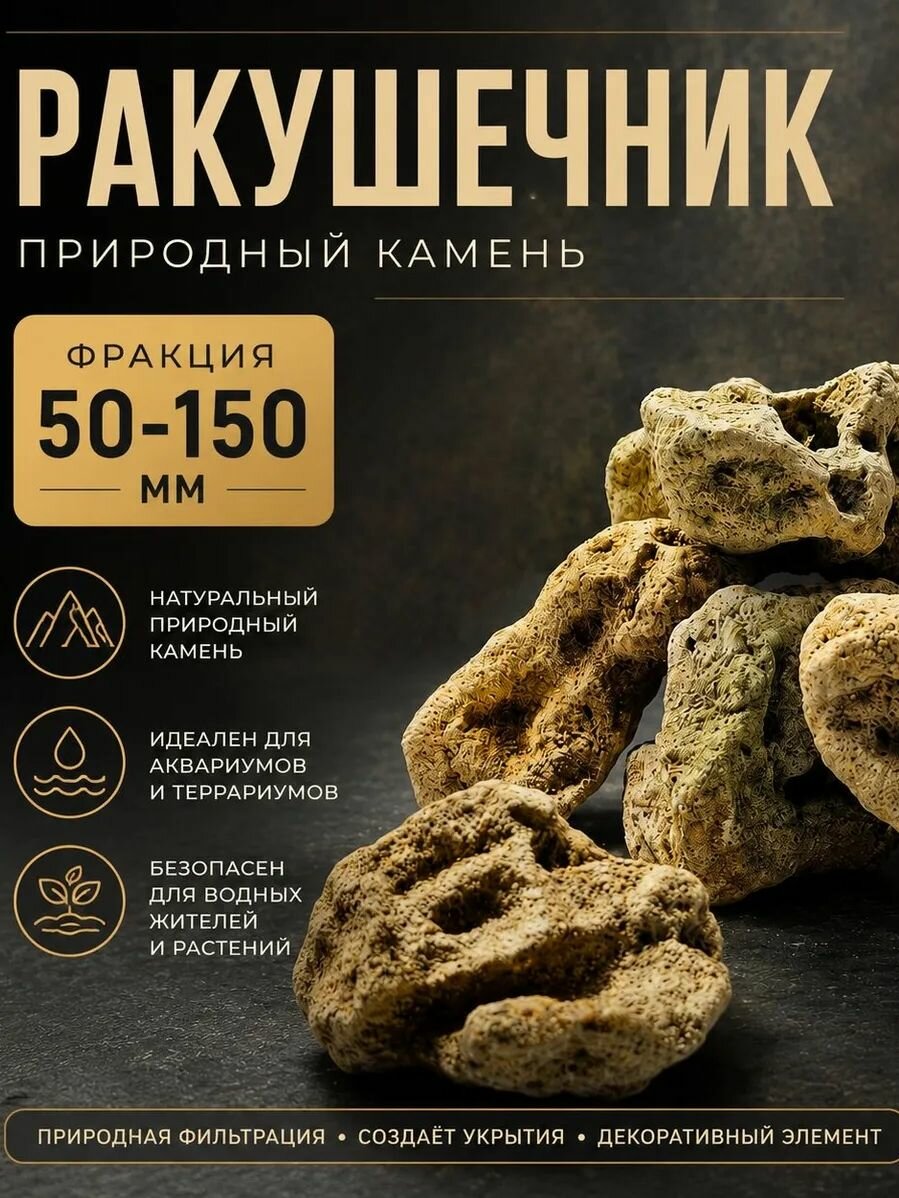 Ракушечник крымский Меотис, природный камень, декоративный, натуральный, галтованный. 8 шт