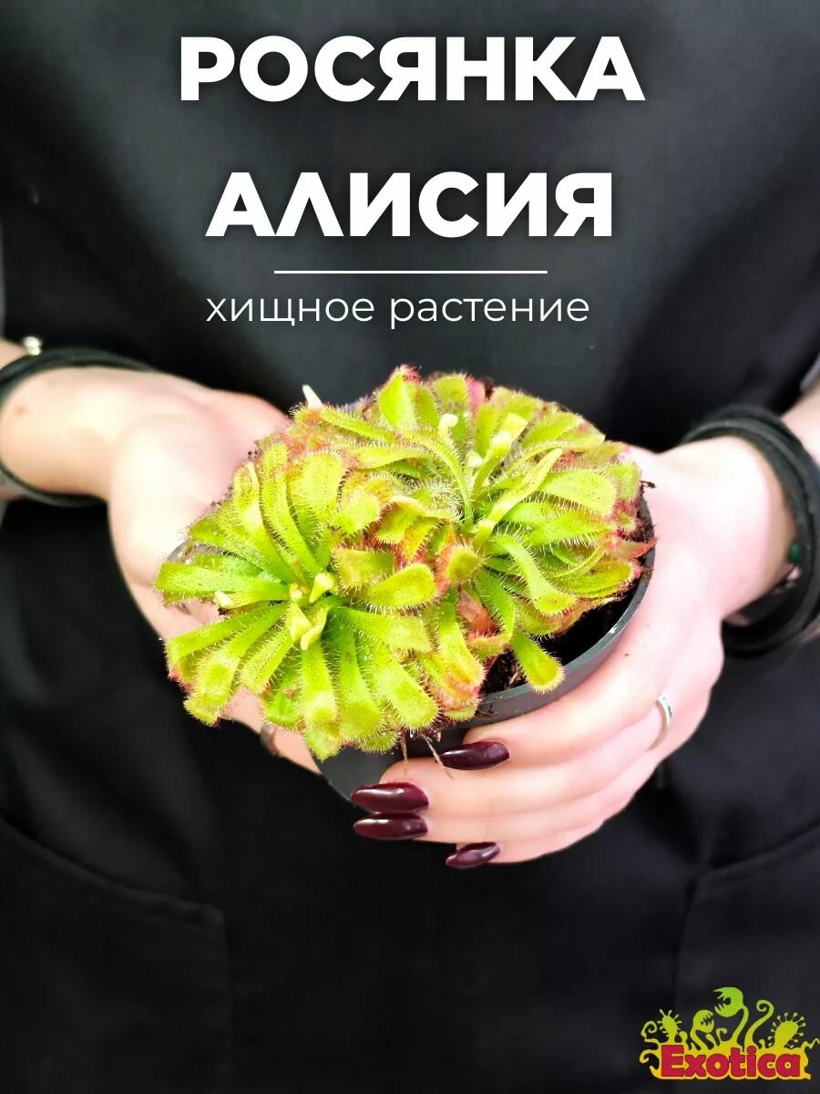 Росянка Алисия (Drosera Aliciae) D9см, хищное растение