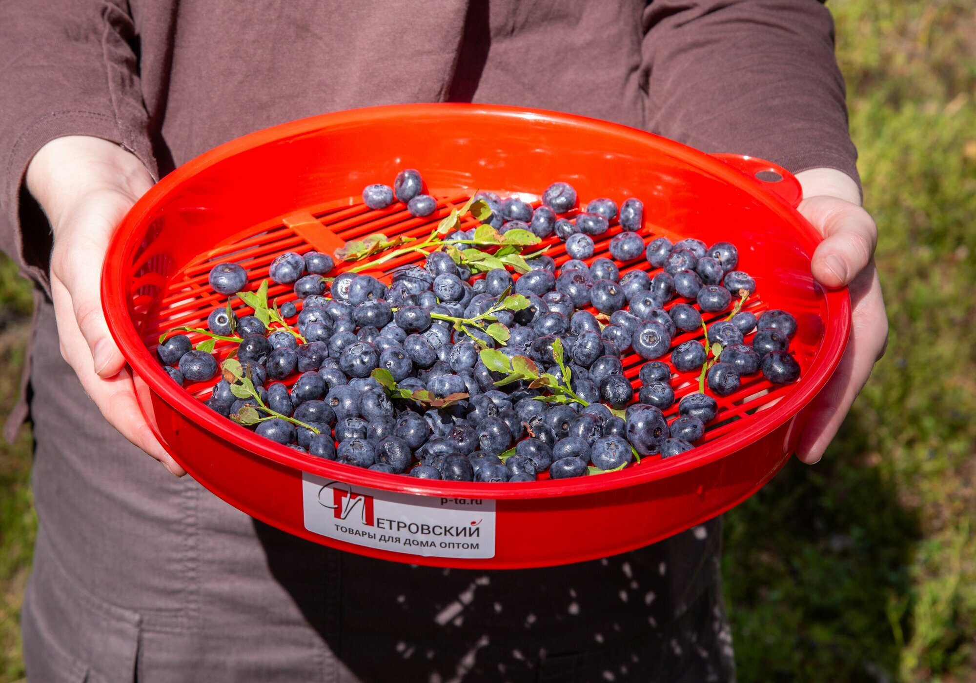 "Марья (Maria)" Сито для просеивания и переборки ягод "Финское" д30,7см, h4,5см, пластик, красный