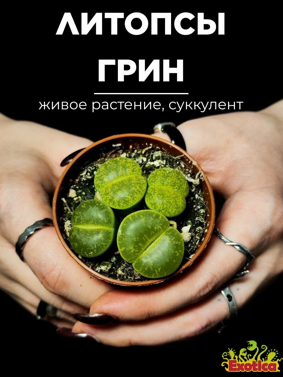 Литопсы Грин (Lithops Green Group) D5см, живые камни