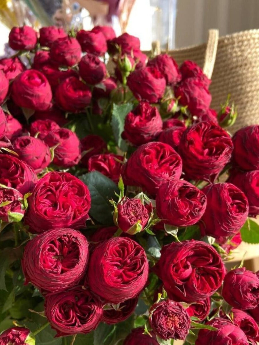 Роза спрей Марун (Marun) , 2 саженца , многолетняя , красная