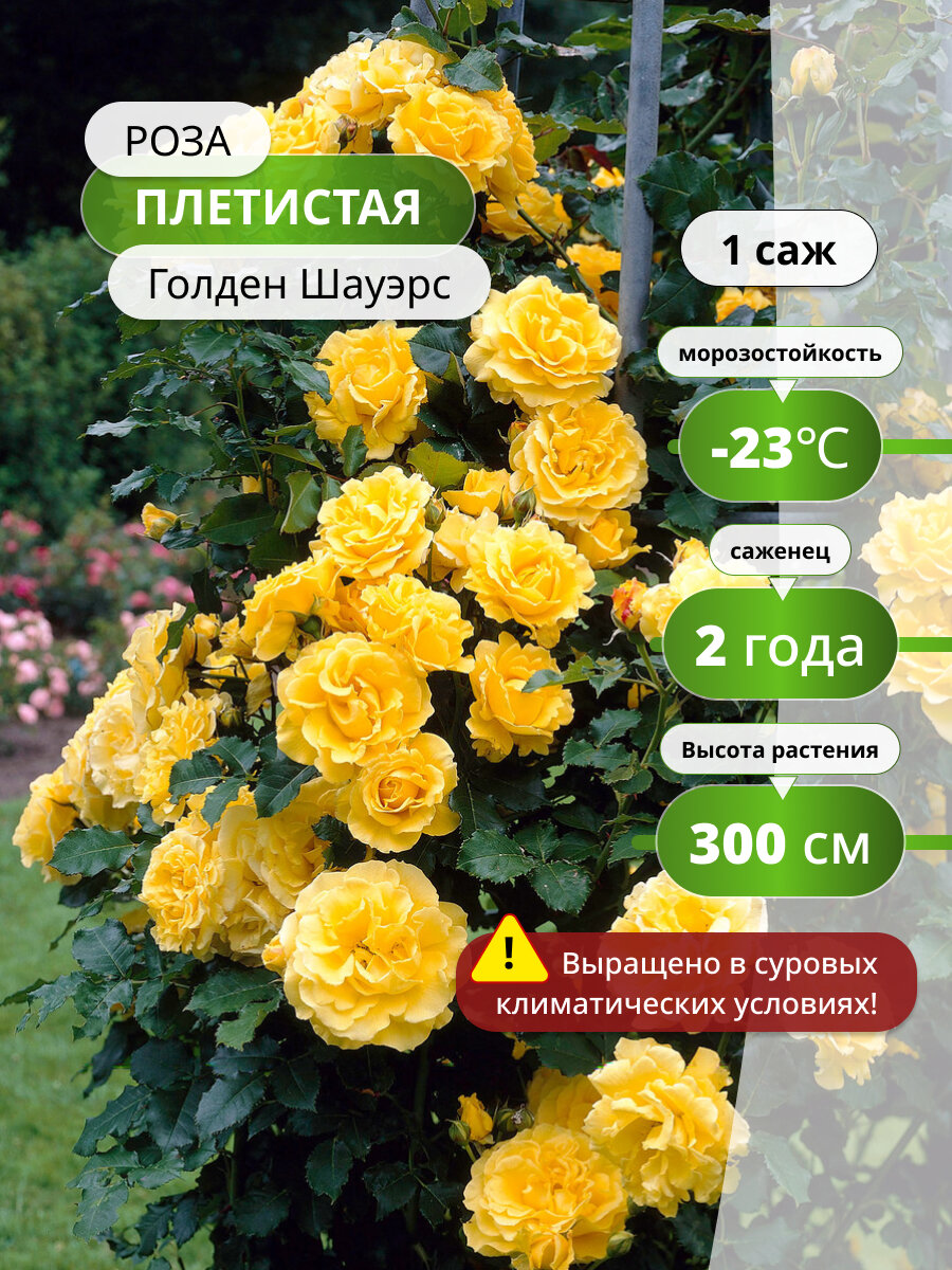 Роза плетистая "Голден Шауэрс", жёлтый цвет, высота до 300 см, 1 шт