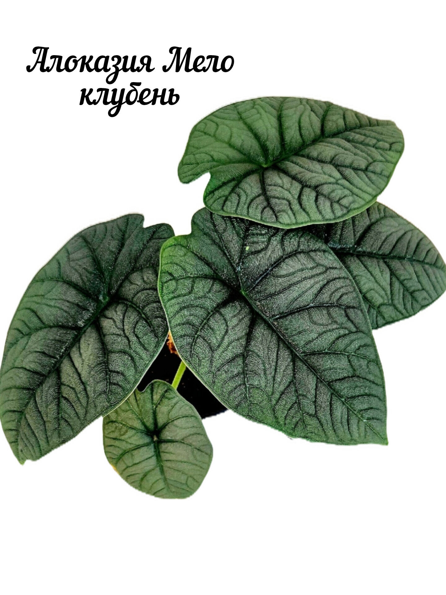 Алоказия Мело / клубень