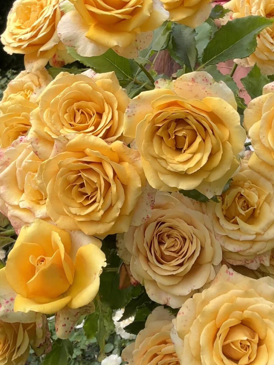 Роза "Голден Мустард", 1 саж, чайно-гибридный сорт, 600 г, 30 см, кремово-золотистая