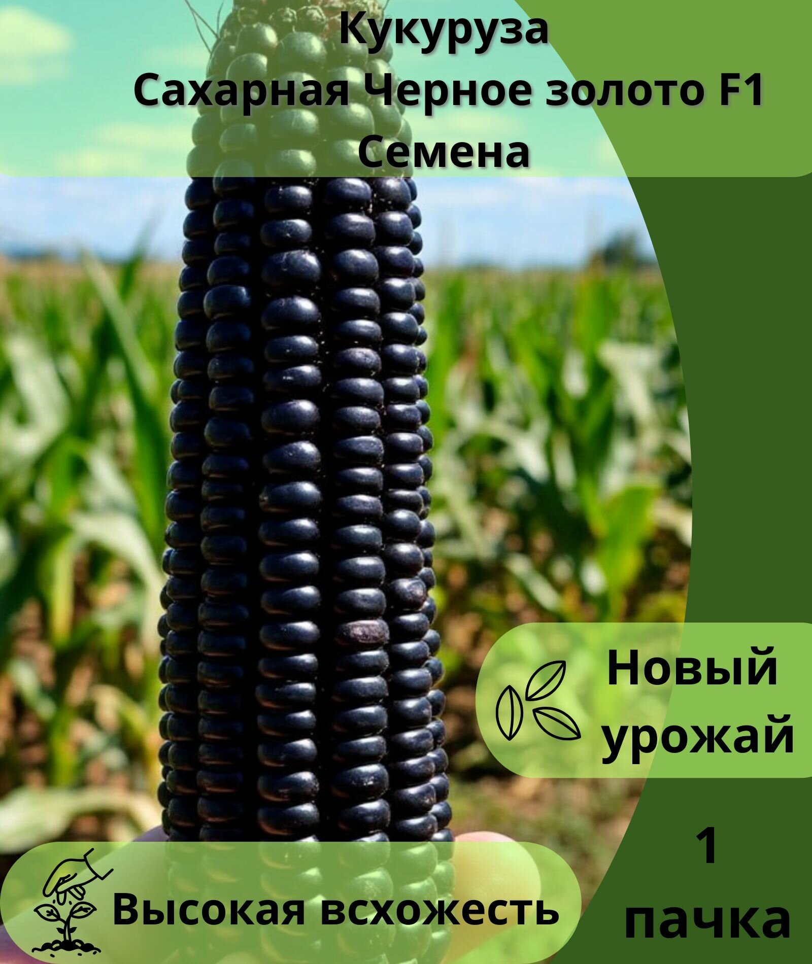 Кукуруза сахарная Черное золото F1, семена 10шт