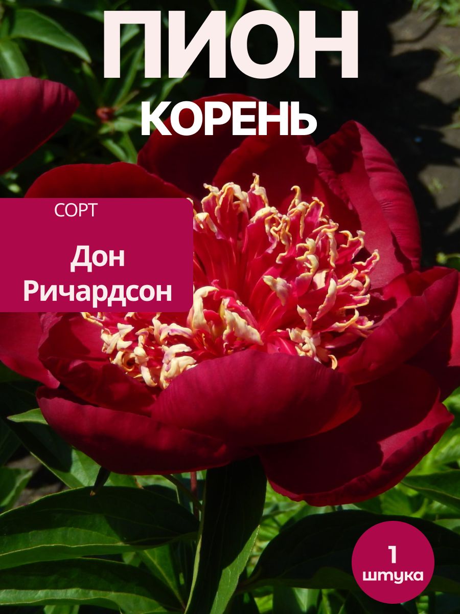 Пион Дон Ричардсон корень 1 шт