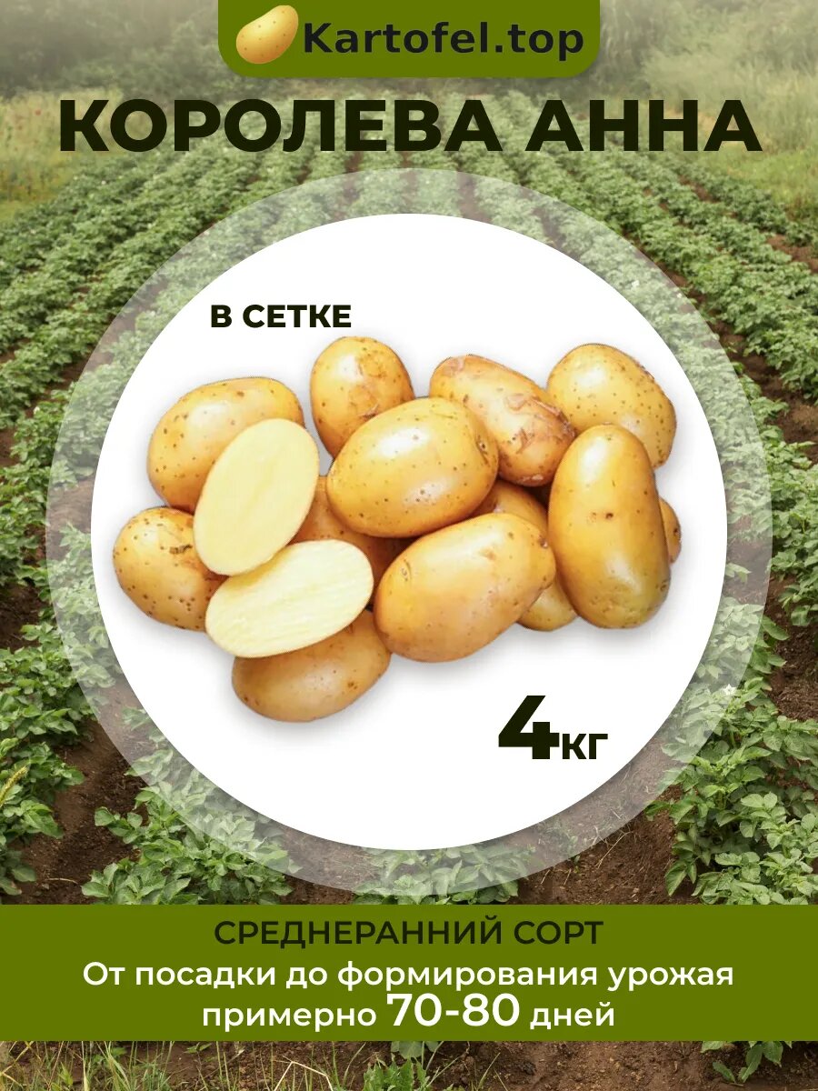 Картофель семенной Королева Анна 4 кг