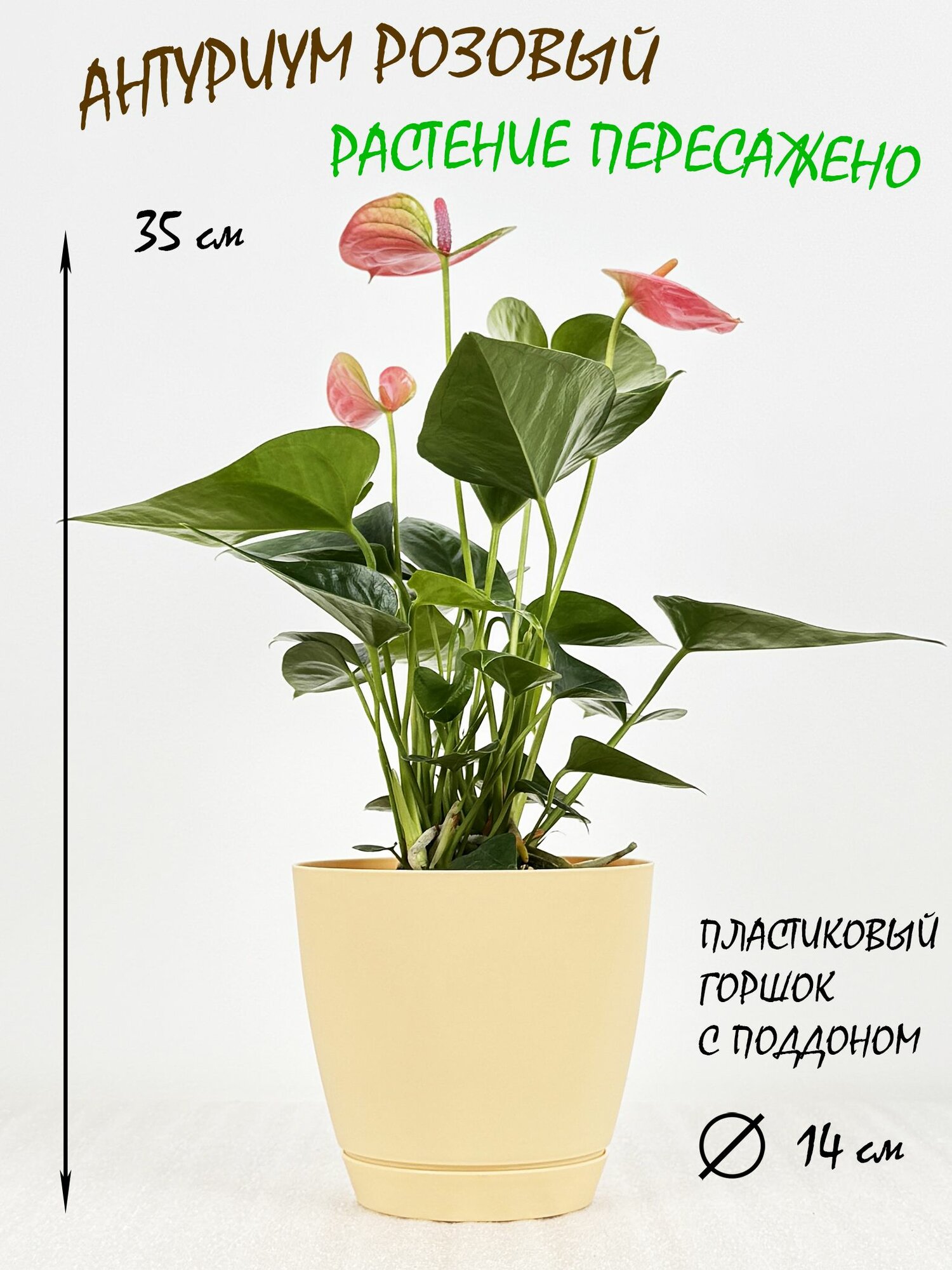 Антуриум розовый в кремовом пластиковом горшке с поддоном, высота 30-35см