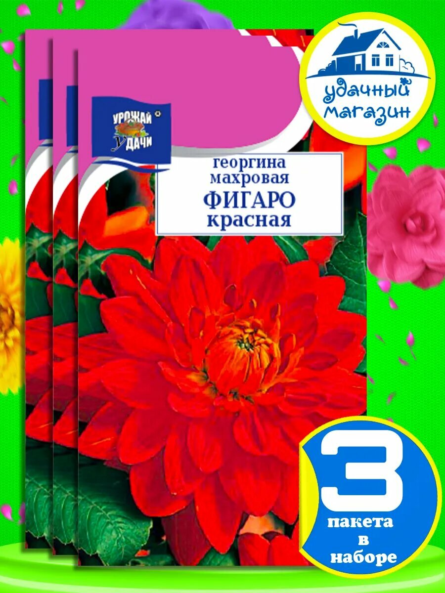 Семена георгинов низкорослые махровые