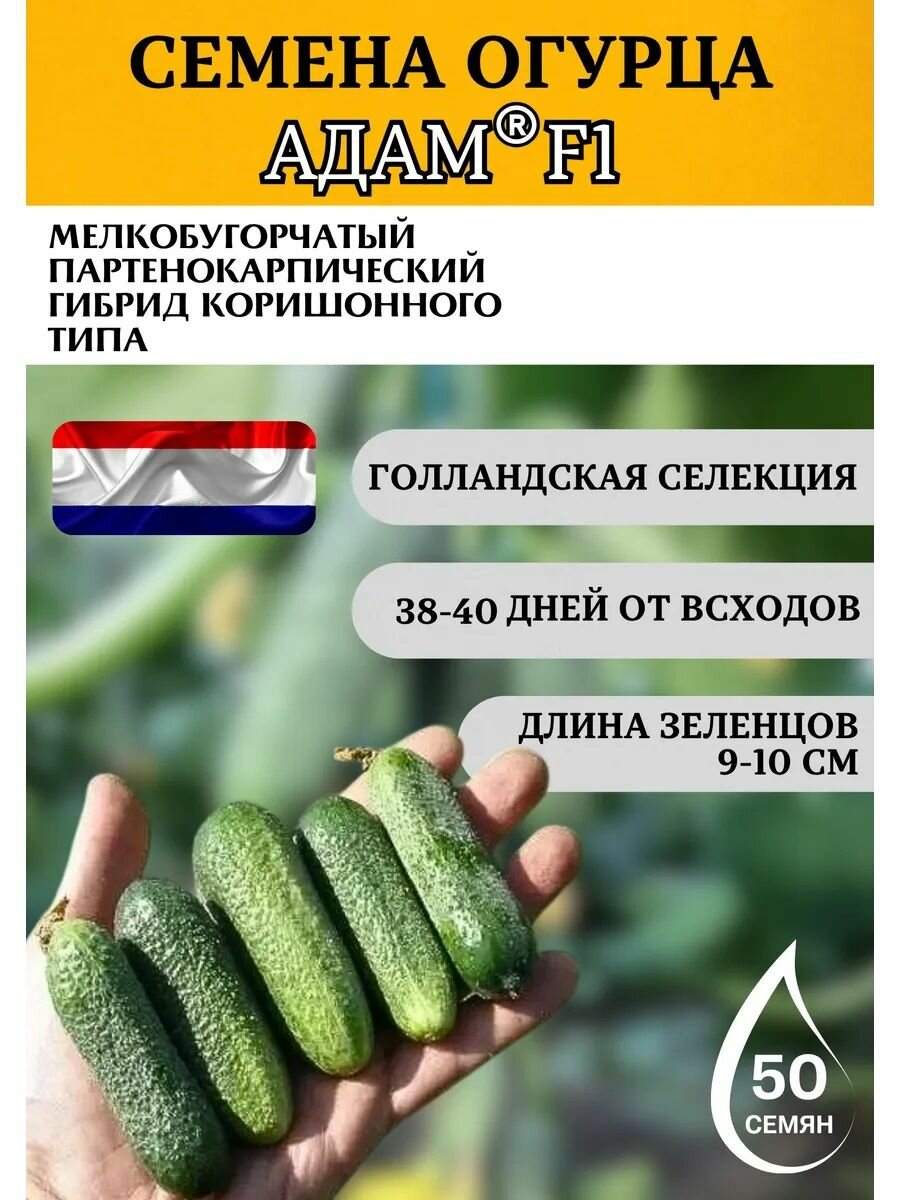 Семена огурца Bejo Адам F1, однолетние партенокарпические, 50 штук