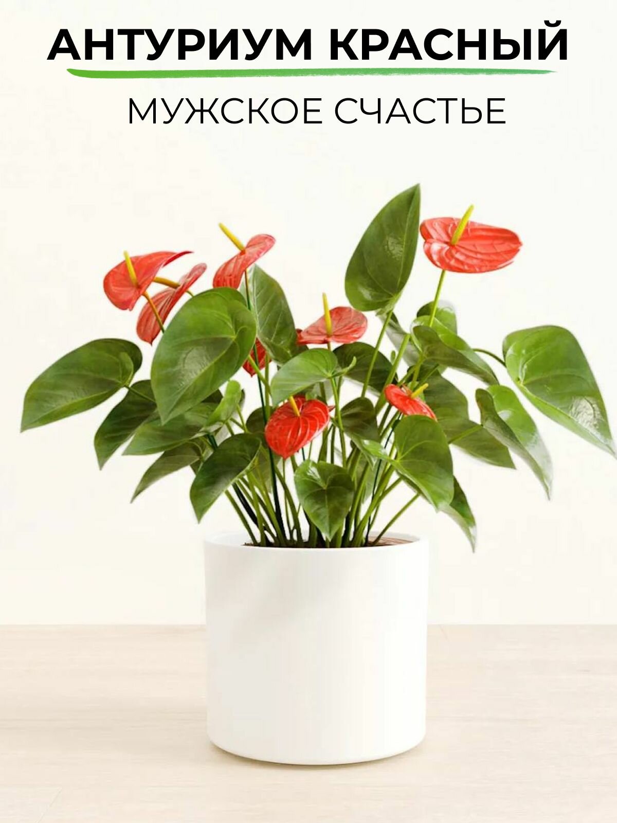 Саженец антуриума GREEN TOWN, декоративно-цветущее, многолетнее, высота 18 см