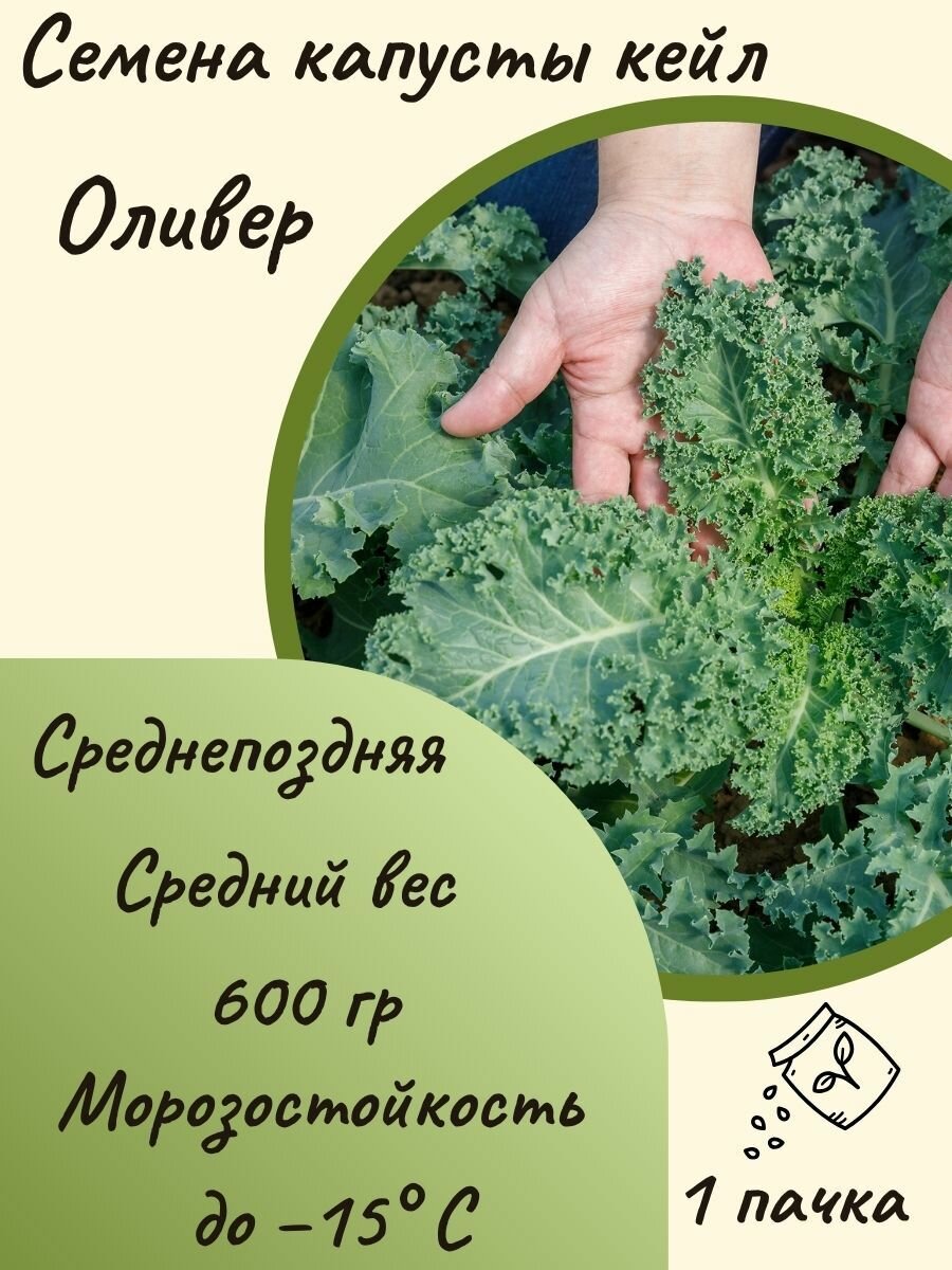 Семена капусты кейл Оливер, 10 шт. семян