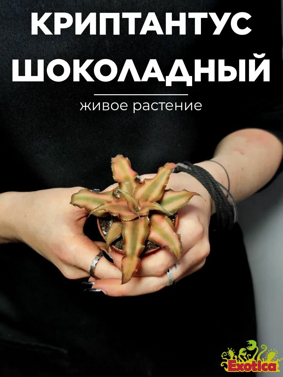 Криптантус Шоколадный (Cryptanthus Bivittatus Chocolate Soldier) D5см, комнатный цветок