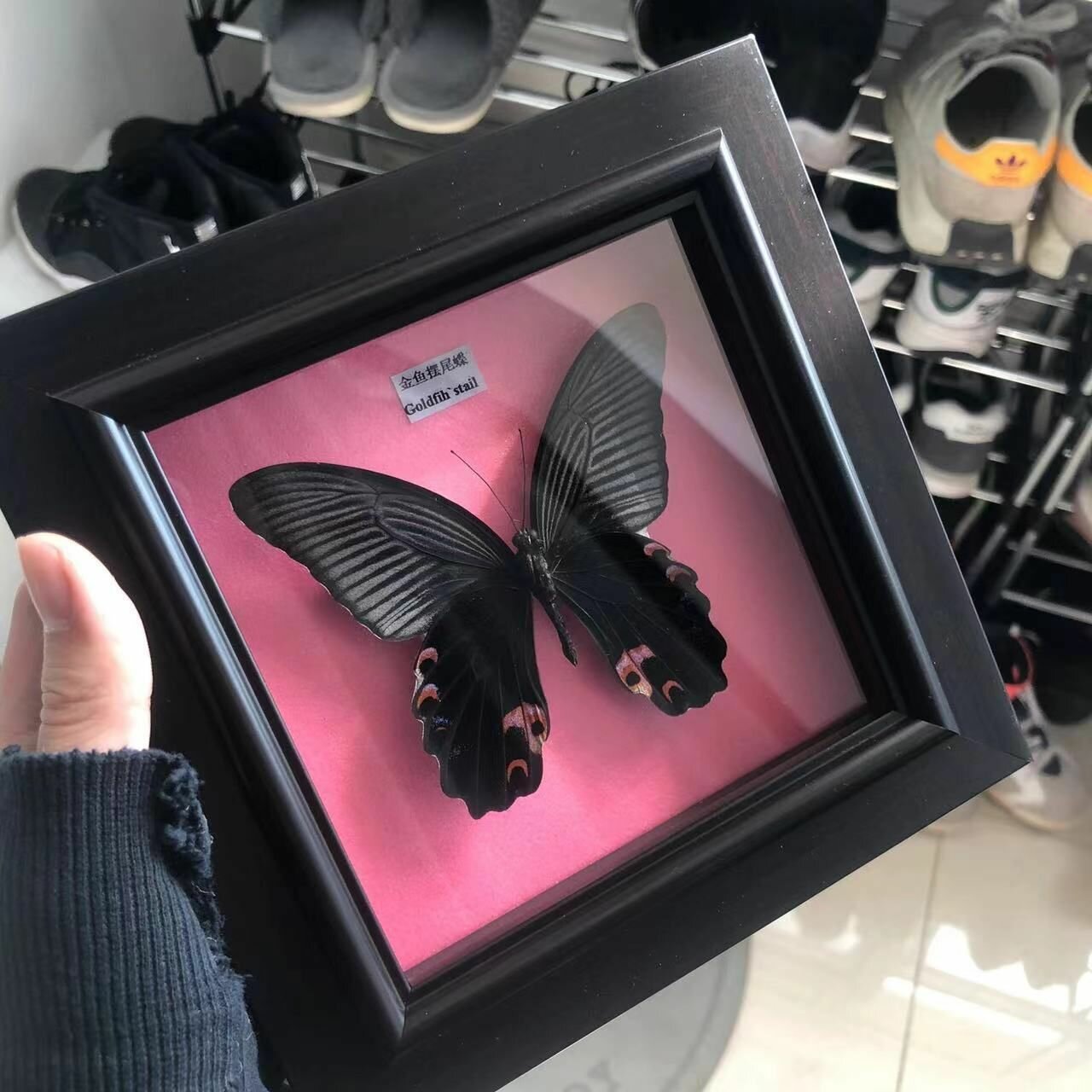 Бабочка в рамкеОбразцы бабочек, настоящие бабочки, подарки на день рождения, обучение бабочек