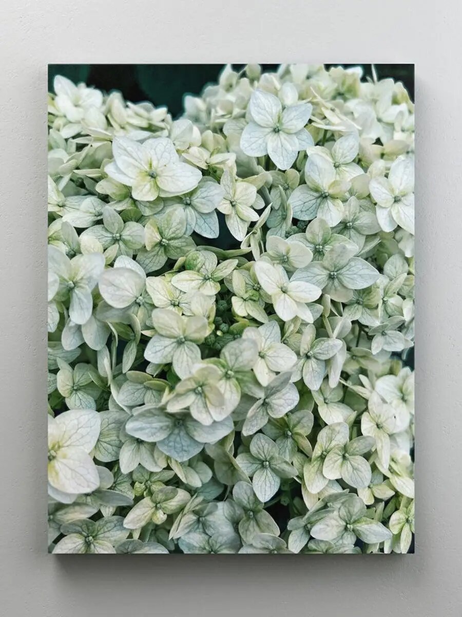Интерьерная картина на холсте "Гортензия крупнолистная" размер 30x40 см