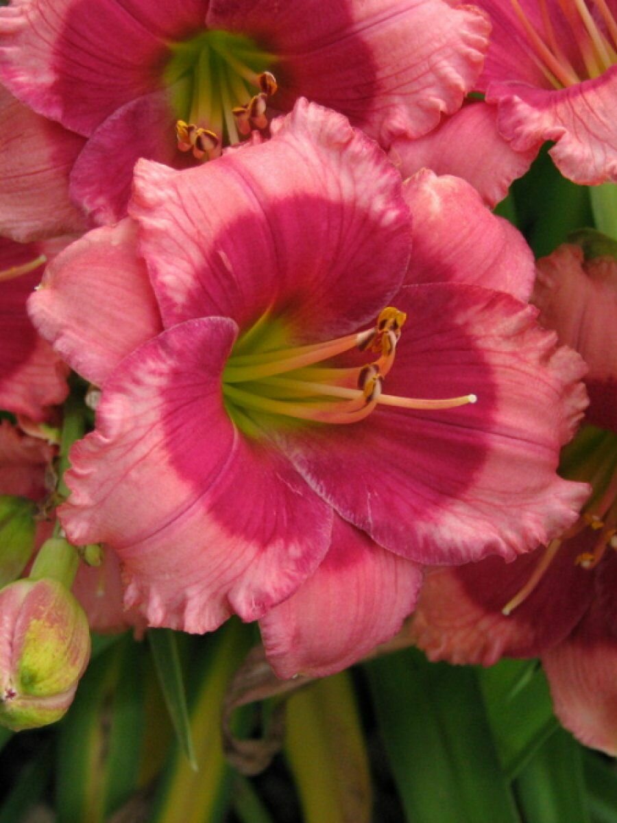 Лилейник Драгонс Ай