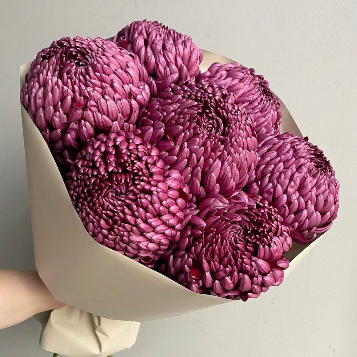 Букет из фиолетовых хризантем 7 шт, красивый букет цветов, шикарный, премиум цветы, премиум букет