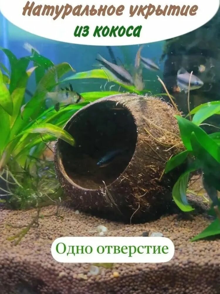 Небольшой. Кокос в аквариум декорация, укрытие