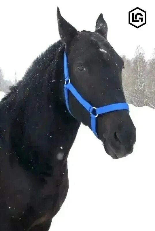 Недоуздок для лошади FULL/фулл синий