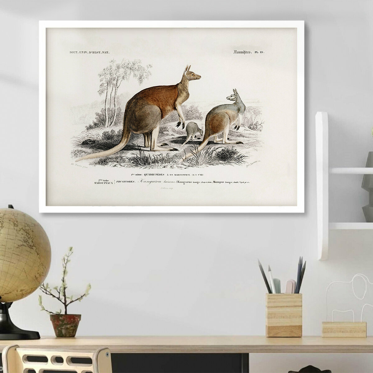 Постер "Кенгуру иллюстрация" в белой рамке 50x70 см для интерьера на стену