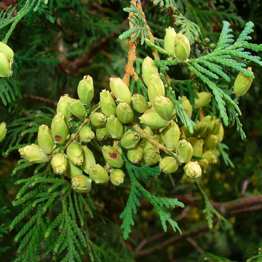 Семена Deodar SEEDS COMPANY Туя западная видовая 50 шт.