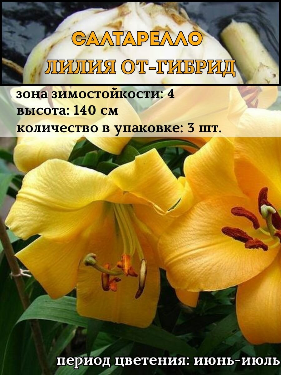 Лилия от-Гибрид, Салтарелло, луковицы 3 штуки