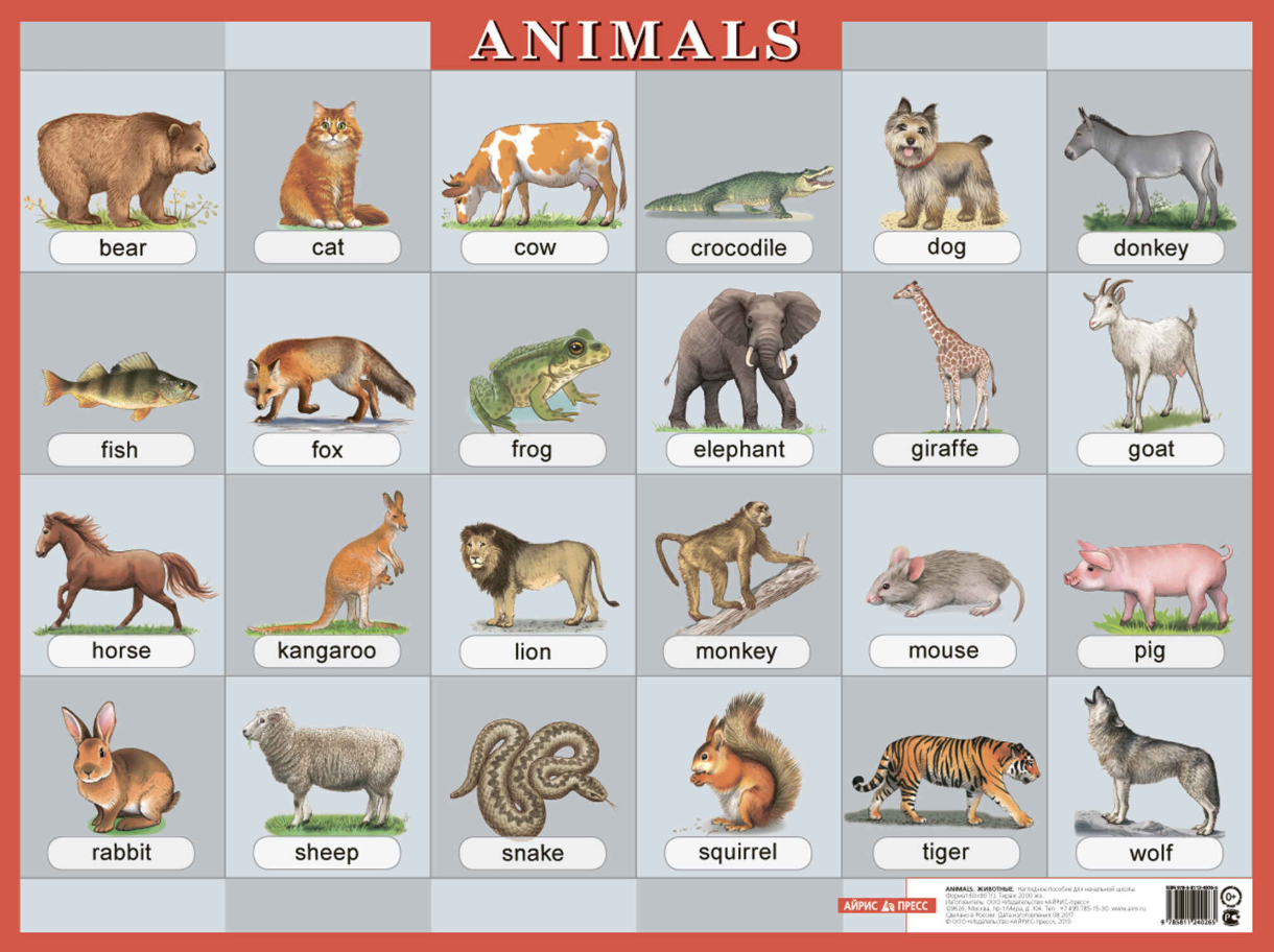 _НаглядПос(Айрис)_Плакат_А2 Англ. яз. Животные/Animals Д/школы (мелован, односторон.)