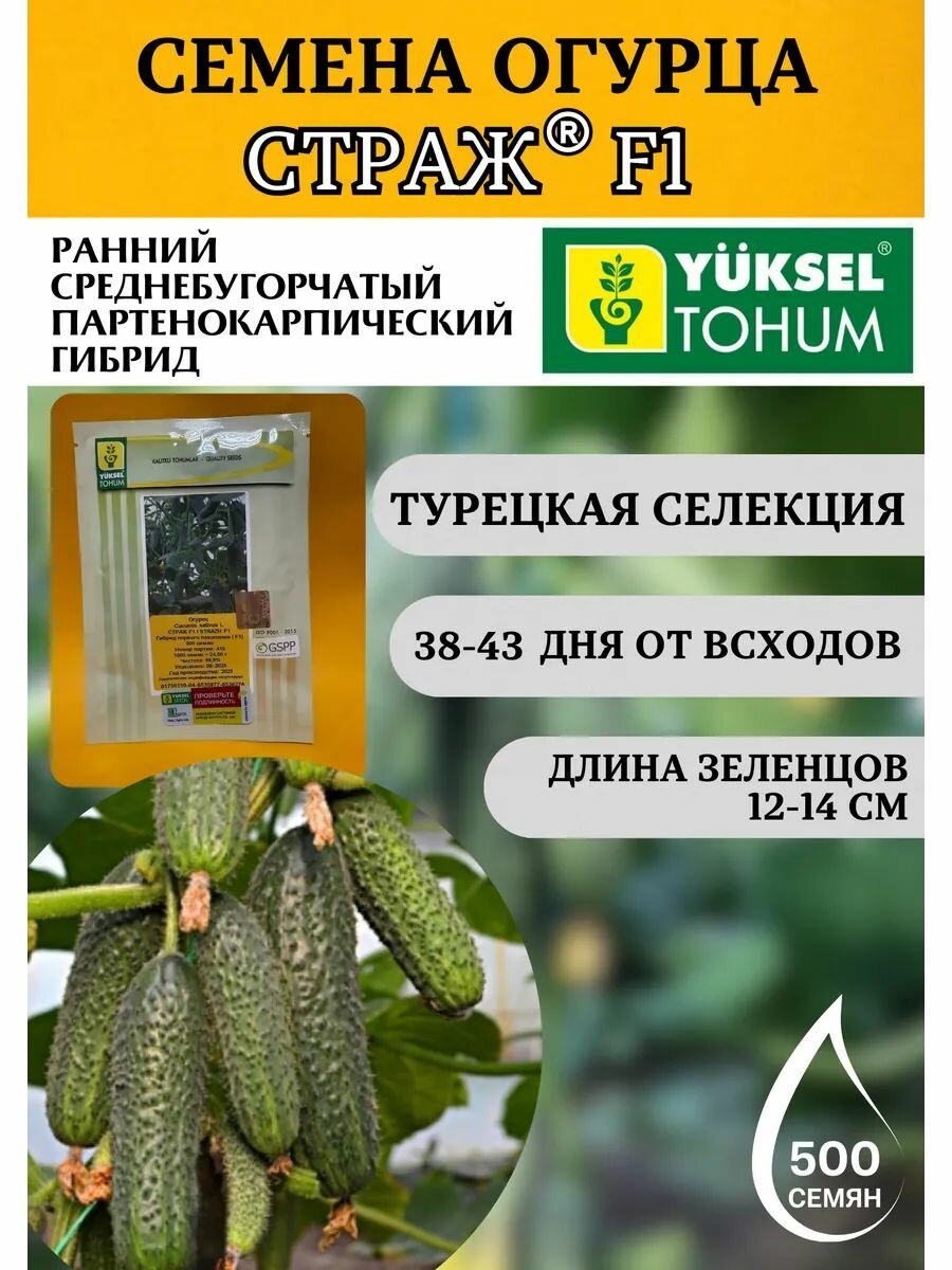 Семена огурца Страж F1 500 штук Yuksel Tohum партенокарпический гибрид