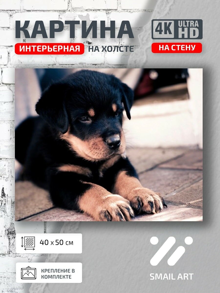 Картина на холсте интерьерная 40 на 50 на стену Животные rottweiler для спальни атмосфера