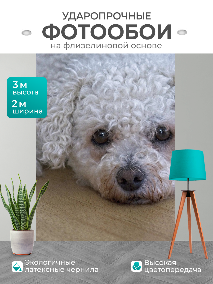 Фотообои моющиеся ударопрочные "Собака, бишон фризе, бишон" 200x300 см. флизелиновые на стену