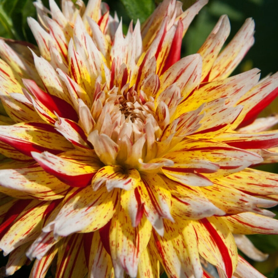 Георгина Вайнсом (1 клубень), Нидерланды