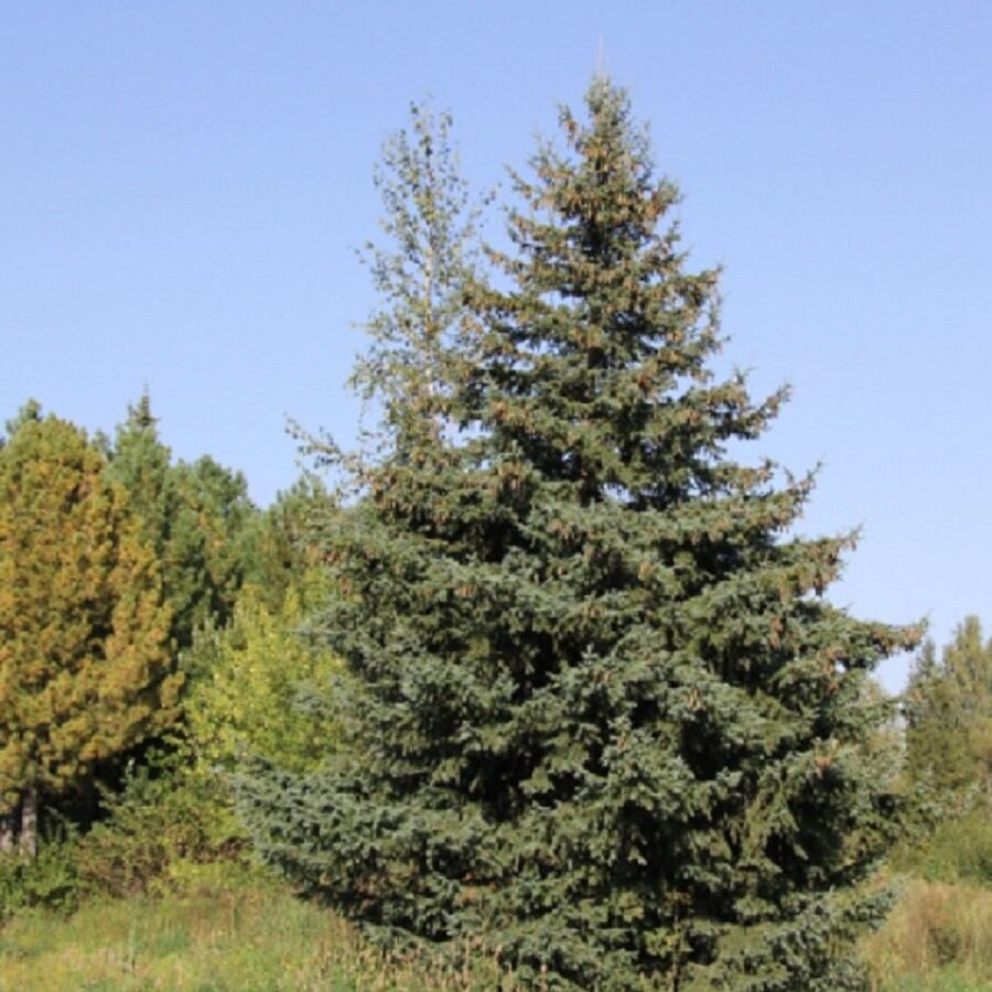 Семена Deodar SEEDS COMPANY Ель Сибирская 50 шт.